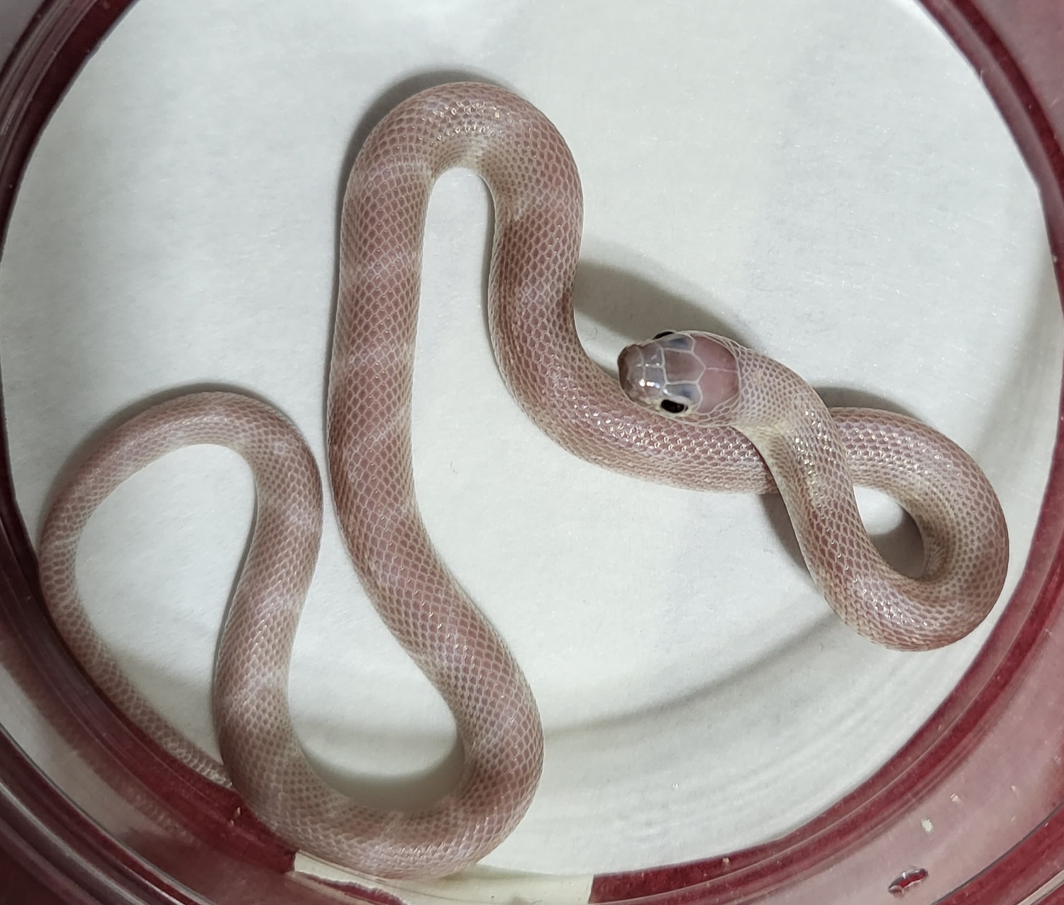 Lavender Snow California Kingsnake by Shores Enuff Snakes - MorphMarket