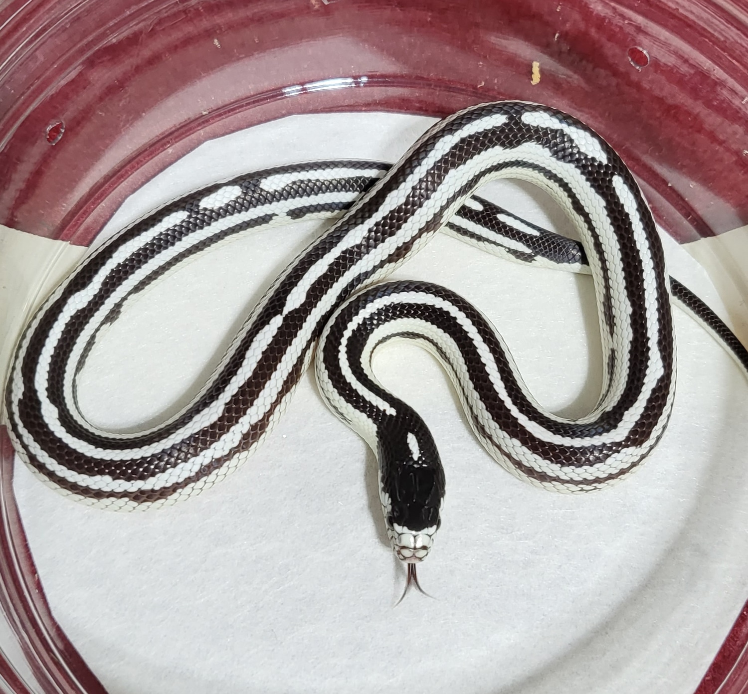 Double Stripe California Kingsnake by Shores Enuff Snakes - MorphMarket