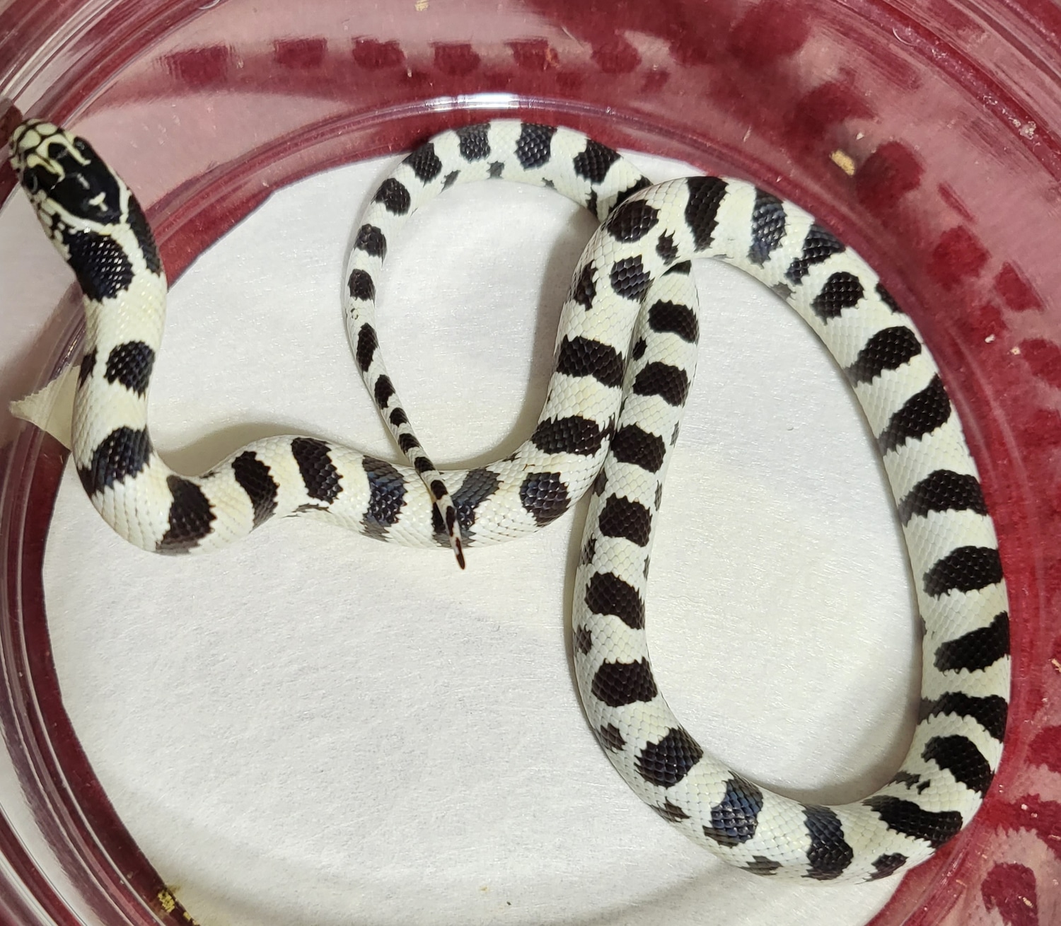 50/50 Male California Kingsnake by Shores Enuff Snakes - MorphMarket