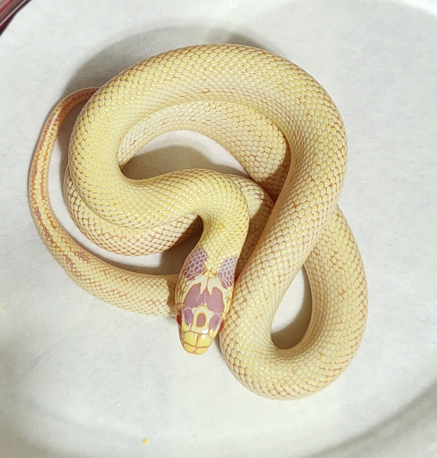 Banana Male California Kingsnake by Shores Enuff Snakes - MorphMarket