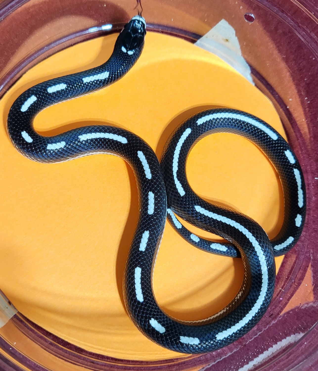 Broken Black And White Stripe Male California Kingsnake by Shores Enuff ...