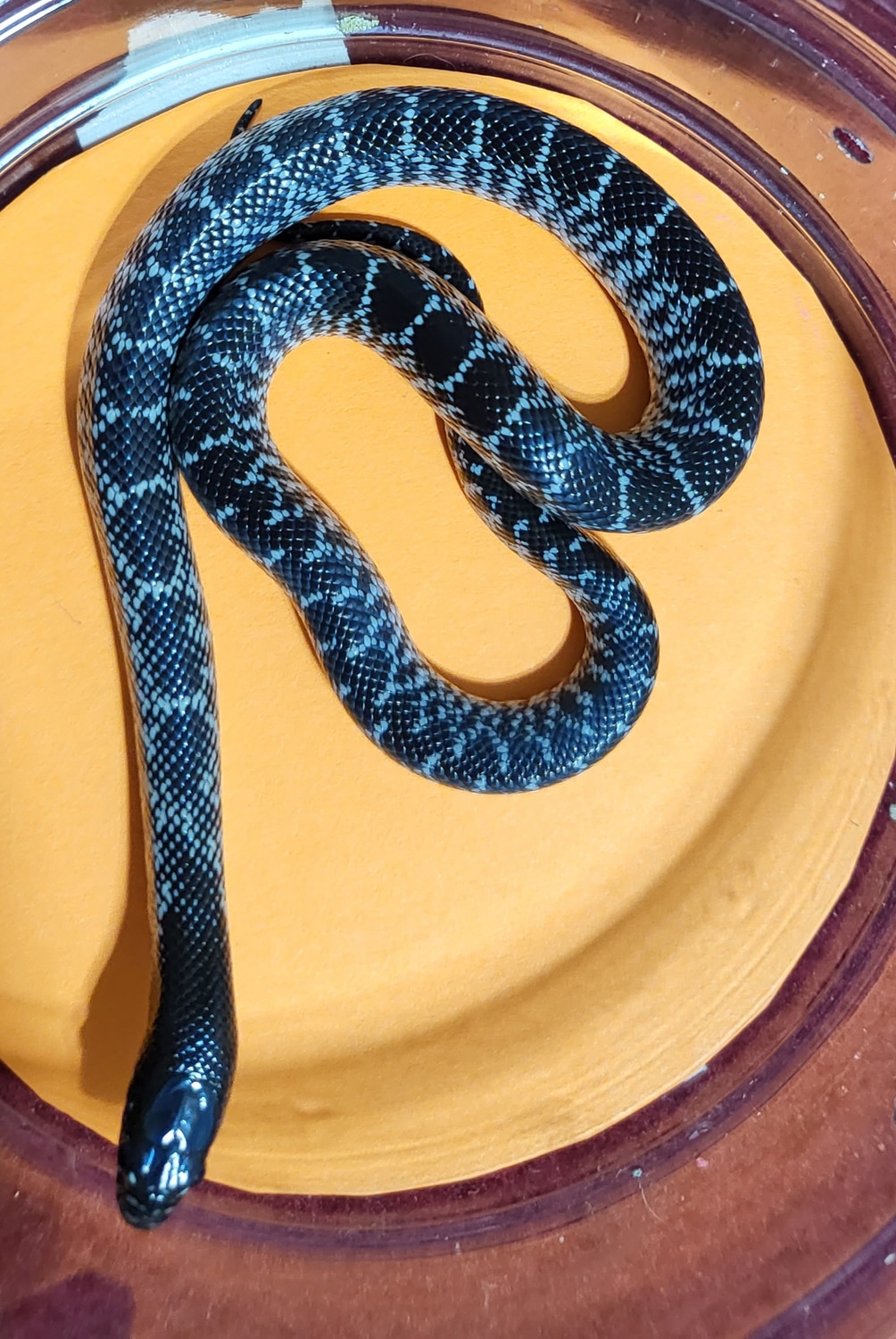 Axanthic 100% Het Albino Male Desert Kingsnake by Shores Enuff Snakes ...