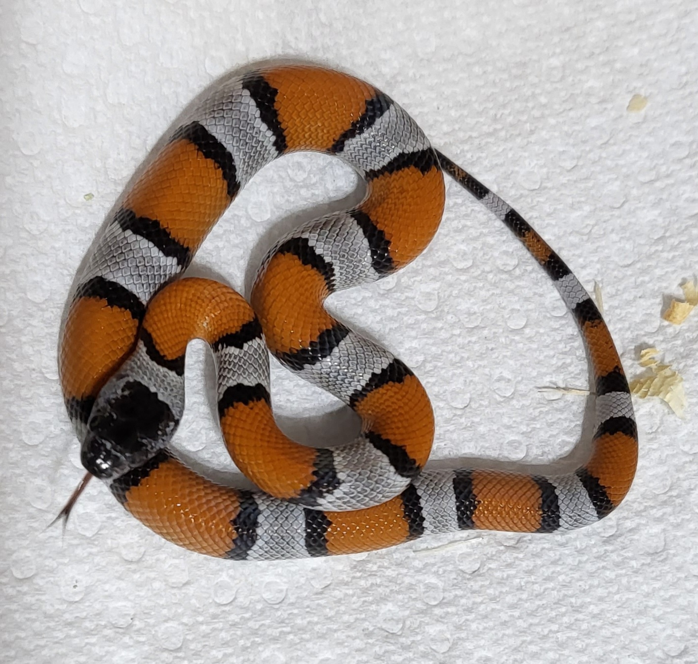 Loma Alta Female Gray-banded Kingsnake by Shores Enuff Snakes - MorphMarket