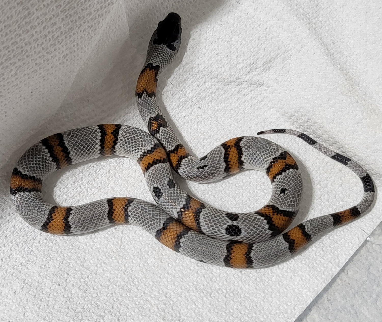 Black Gap Male Gray-banded Kingsnake by Shores Enuff Snakes - MorphMarket