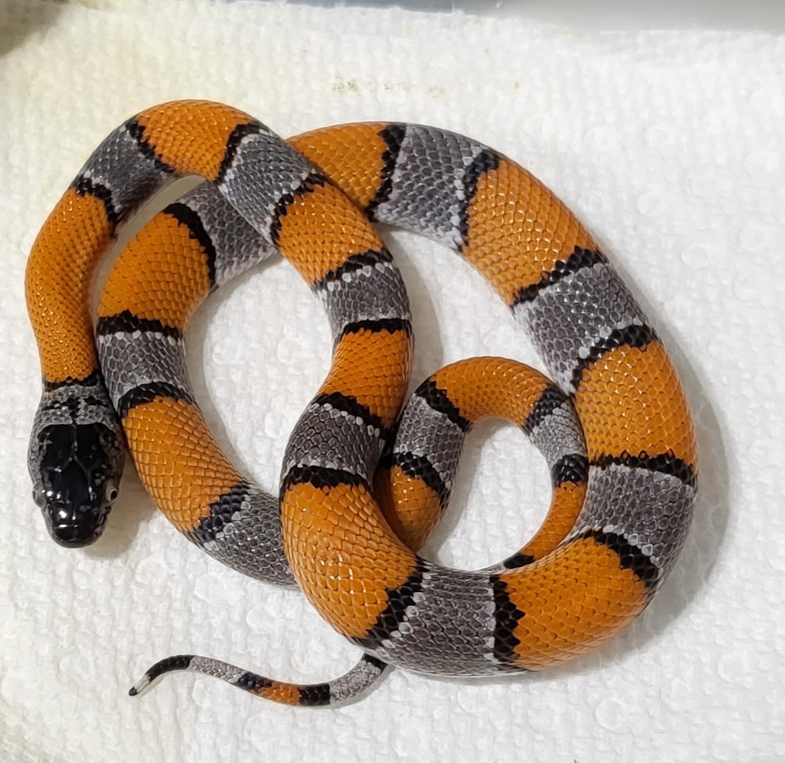 Sanderson Male Gray-Banded Kingsnake by Shores Enuff Snakes - MorphMarket