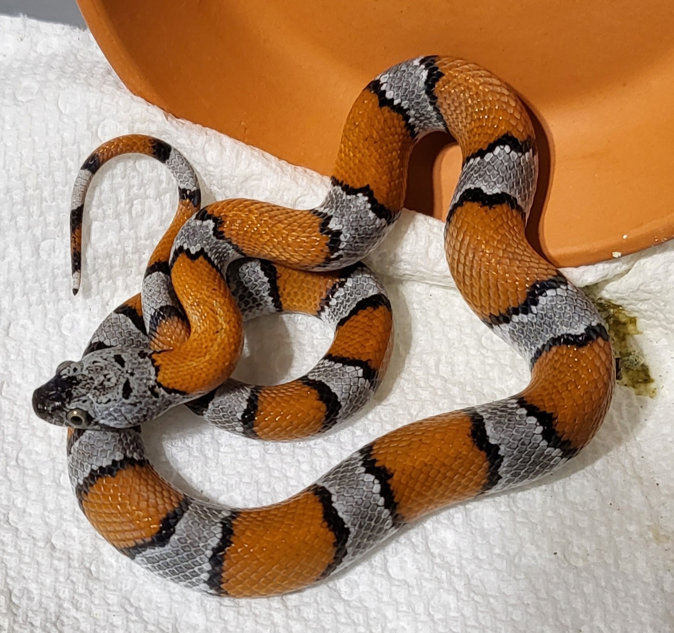 Sanderson Female Gray-banded Kingsnake by Shores Enuff Snakes - MorphMarket