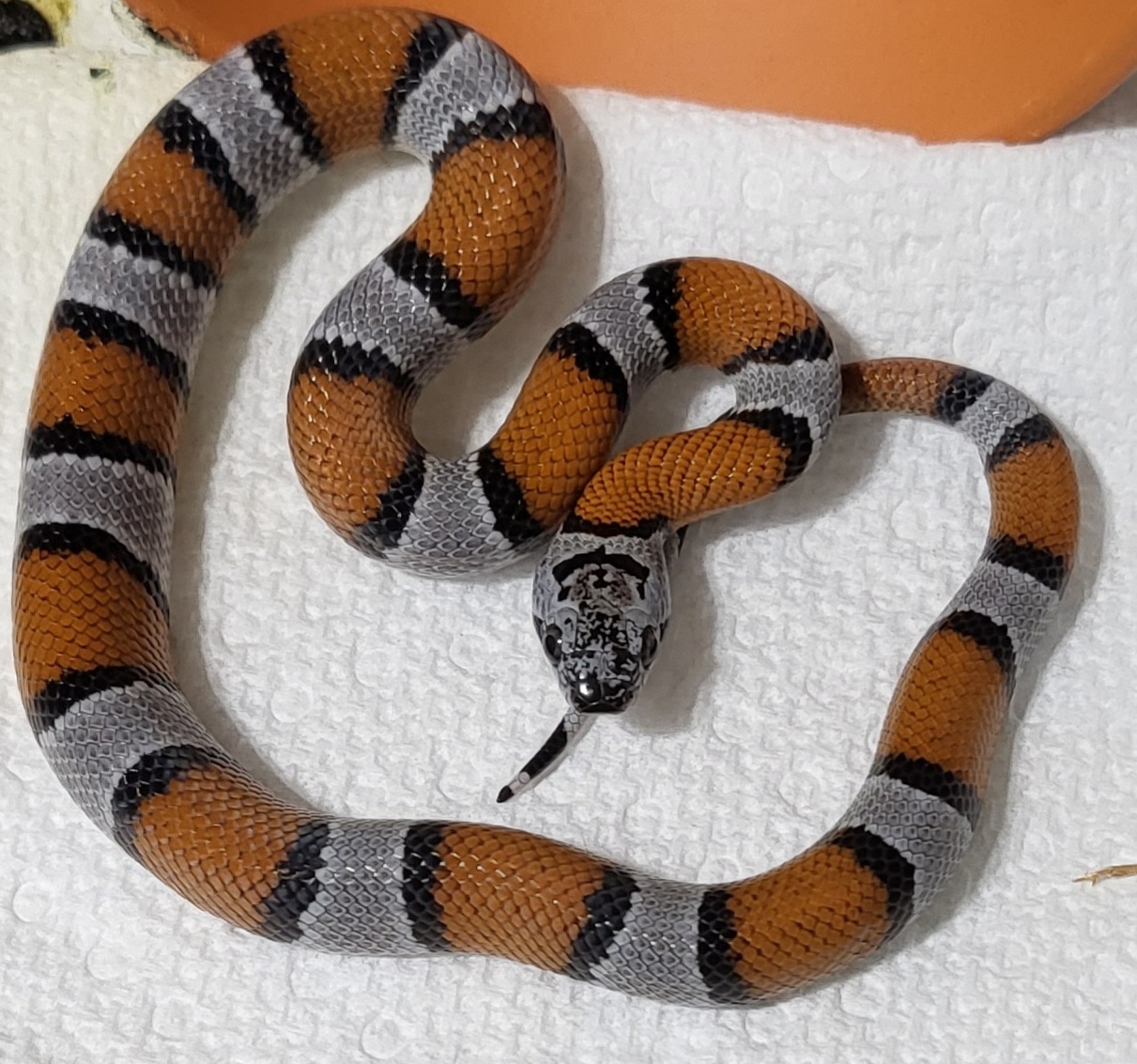 Langtry Male Gray-banded Kingsnake by Shores Enuff Snakes - MorphMarket