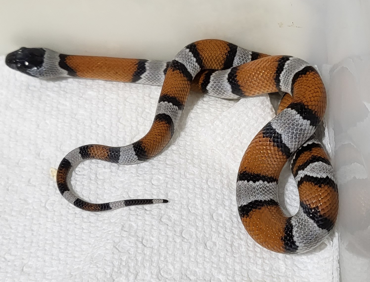 Sanderson Male Gray-banded Kingsnake by Shores Enuff Snakes - MorphMarket