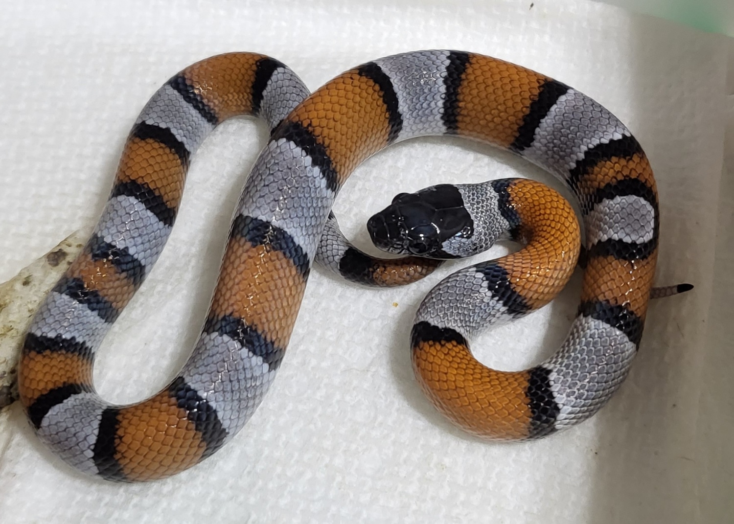 Langtry Male Gray-banded Kingsnake by Shores Enuff Snakes - MorphMarket