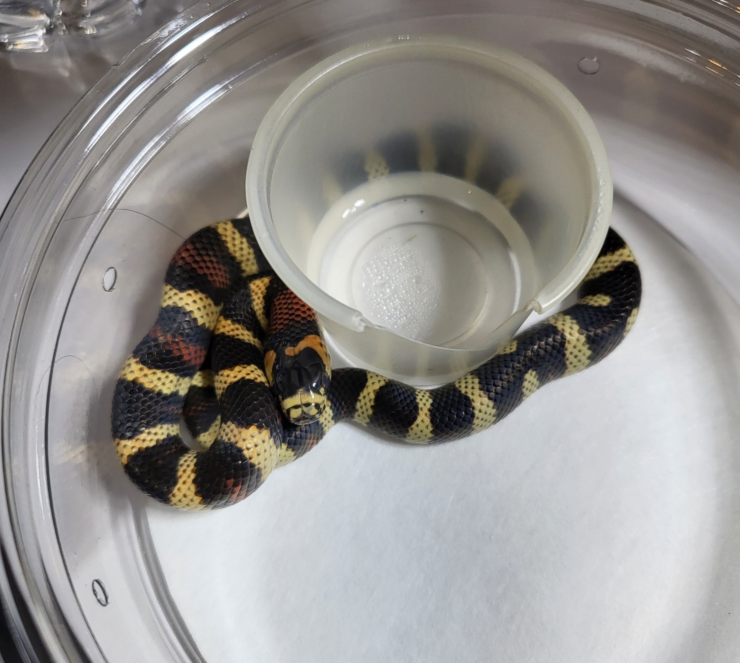 Female Andean Milk Snake by Shores Enuff Snakes - MorphMarket