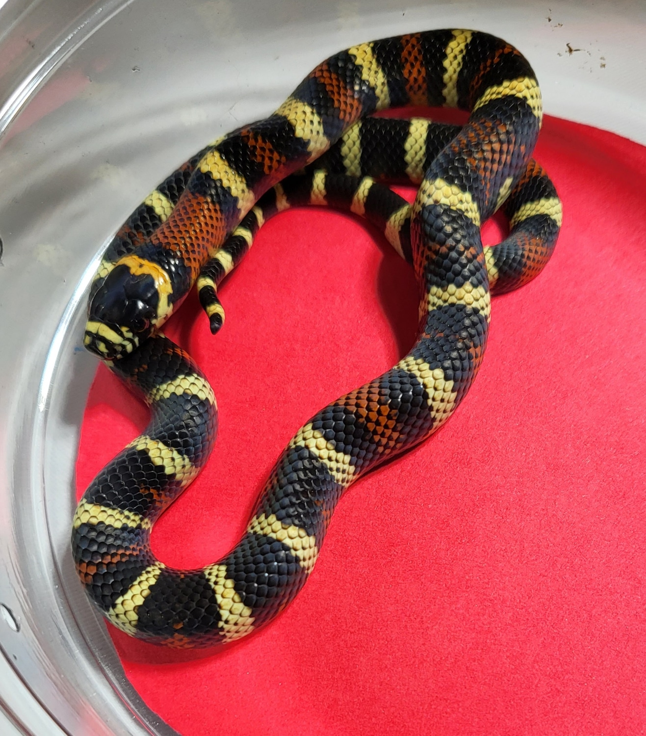 Male Andean Milk Snake by Shores Enuff Snakes - MorphMarket