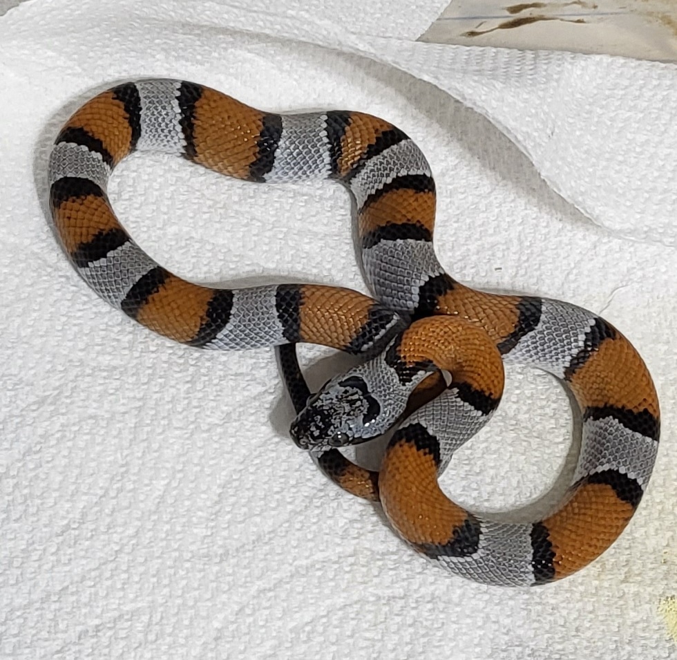 Langtry Male Gray-banded Kingsnake by Shores Enuff Snakes - MorphMarket