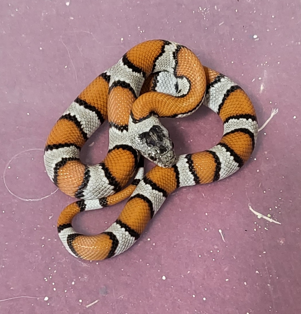 Sanderson Female Gray-banded Kingsnake by Shores Enuff Snakes - MorphMarket