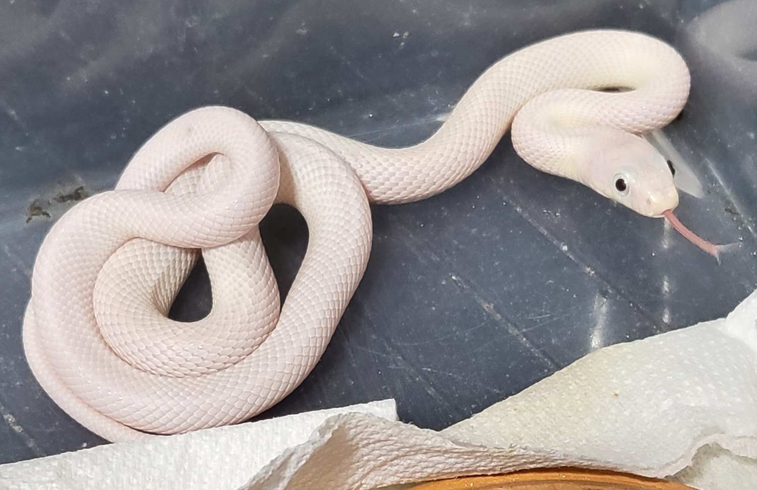 Leucistic Blackrat Male Other Rat Snake by Shores Enuff Snakes ...