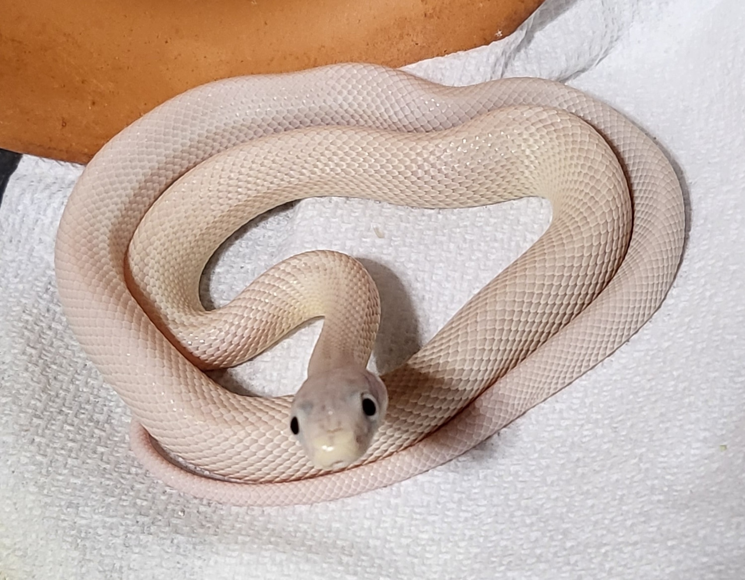 Leucistic Blackrat Female Other Rat Snake by Shores Enuff Snakes ...