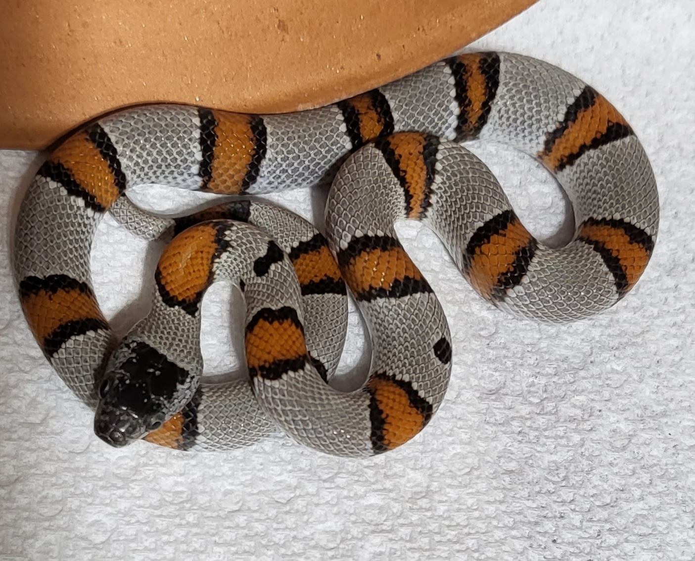 Black Gap Female Gray-banded Kingsnake by Shores Enuff Snakes - MorphMarket