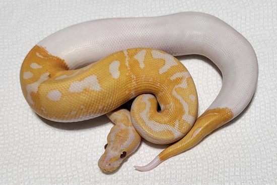 Lavender Pied (Dreamsicle) Ball Python by Shores Enuff Snakes