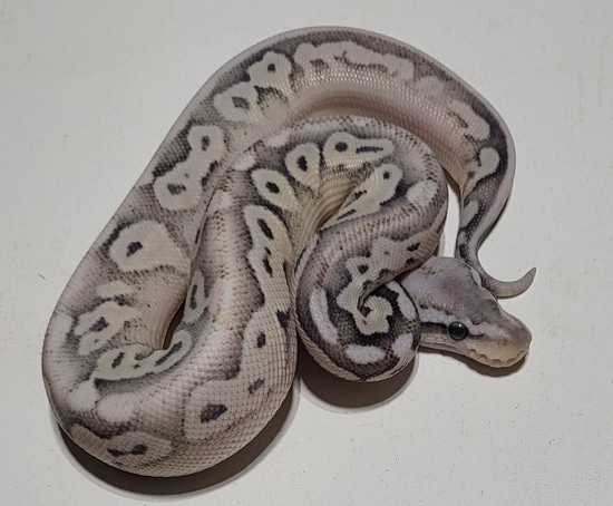 Black Pewter Desert Ghost Male Ball Python by Shores Enuff Snakes