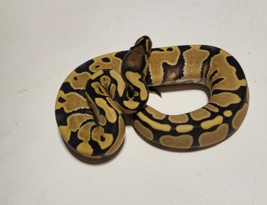 Desert Ghost Female Ball Python by Shores Enuff Snakes