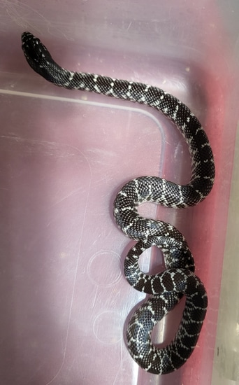 Axanthic Desert King Desert Kingsnake by Shores Enuff Snakes