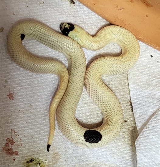 Panda Line Pueblan Male Pueblan Milk Snake by Shores Enuff Snakes