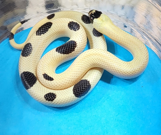 Panda Line Male Pueblan Milk Snake by Shores Enuff Snakes