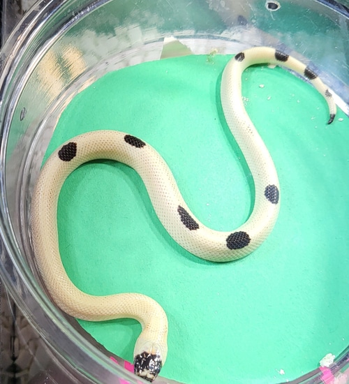 Panda Line Male Pueblan Milk Snake by Shores Enuff Snakes