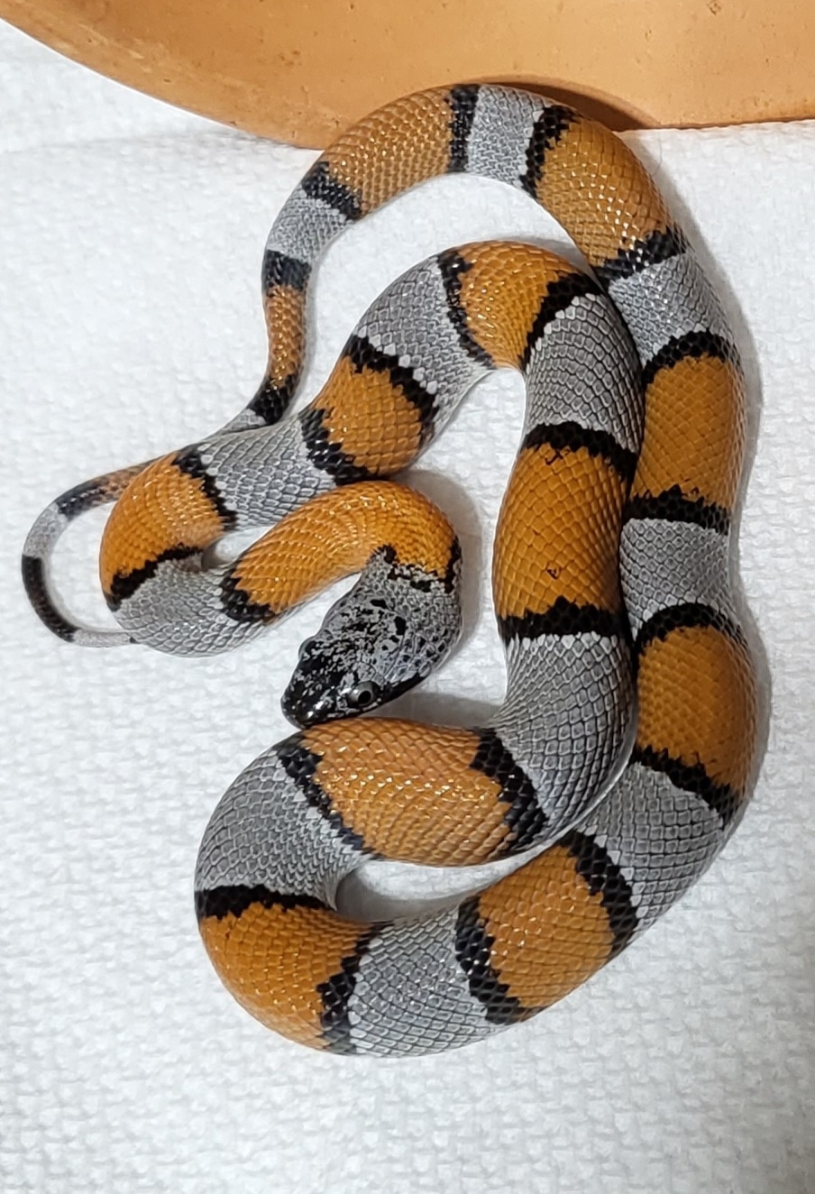 Langtry Female Gray-banded Kingsnake by Shores Enuff Snakes - MorphMarket
