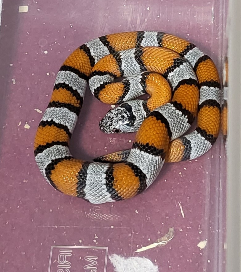 Sanderson Male Gray-banded Kingsnake by Shores Enuff Snakes - MorphMarket