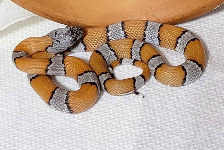 Juno Road Female Gray-banded Kingsnake by Shores Enuff Snakes - MorphMarket