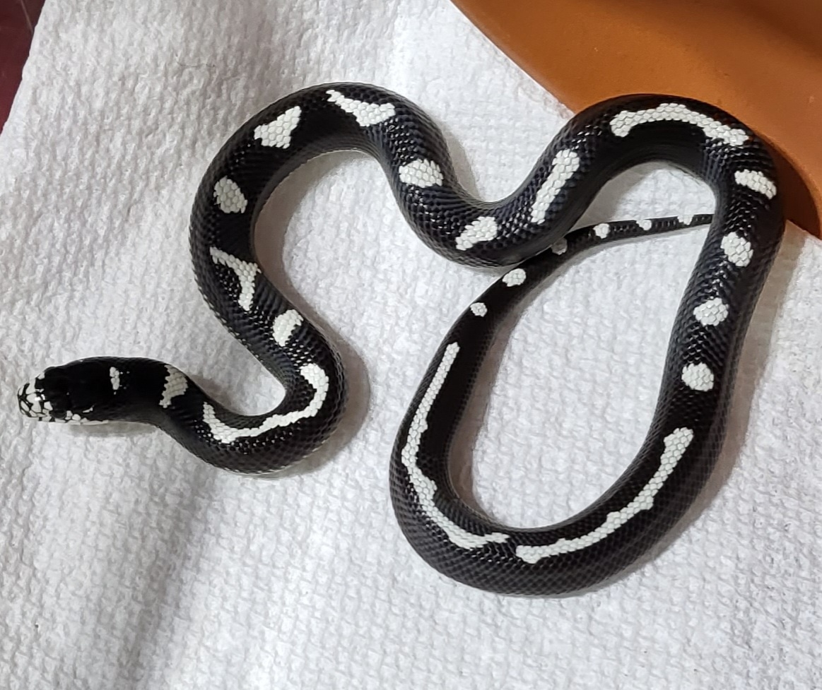 Black And White Aberrant Female California Kingsnake by Shores Enuff ...