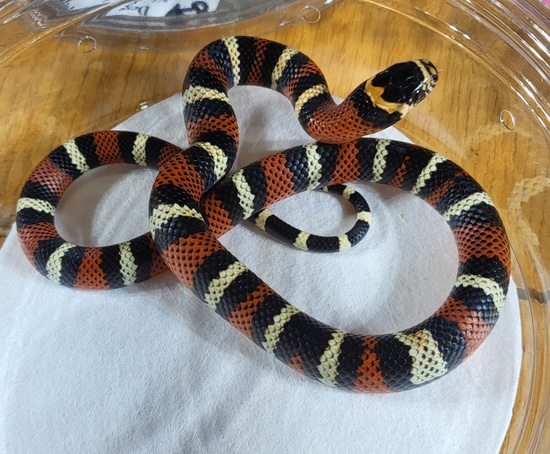 Andean Male Andean Milk Snake by Shores Enuff Snakes
