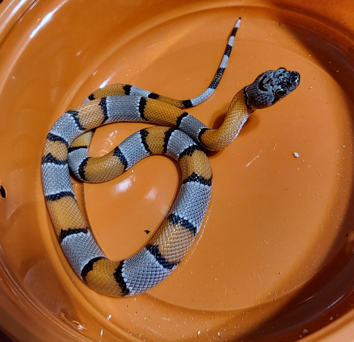 Langtry Female Gray-Banded Kingsnake by Shores Enuff Snakes - MorphMarket