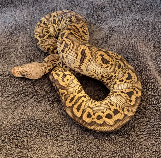 Acid Black Pewter Clown Male Ball Python by Shores Enuff Snakes
