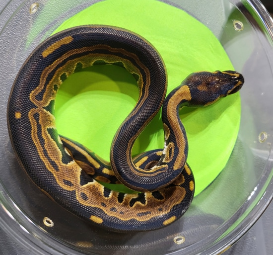 2024 Tri Stripe Female Ball Python by Shores Enuff Snakes