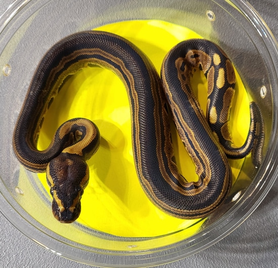 2024 Tri Stripe Male Ball Python by Shores Enuff Snakes