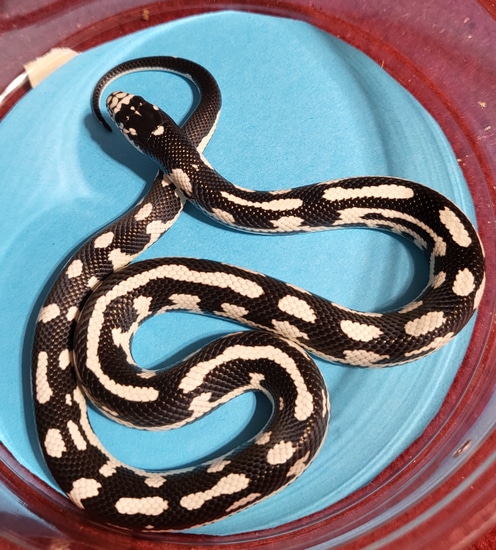 2024 B/w Aberrant Female California Kingsnake by Shores Enuff Snakes