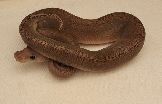 Pastel Copper Mahogany Clown Female Ball Python by Shores Enuff Snakes