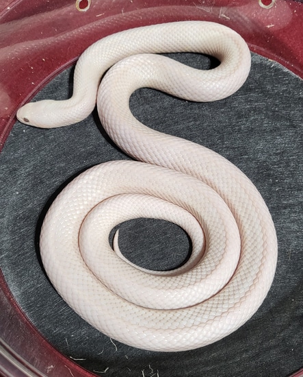 Lavender Snow Female California Kingsnake by Shores Enuff Snakes