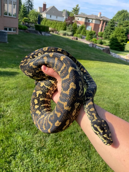 Jungle Carpet Python by Dontes Geckos