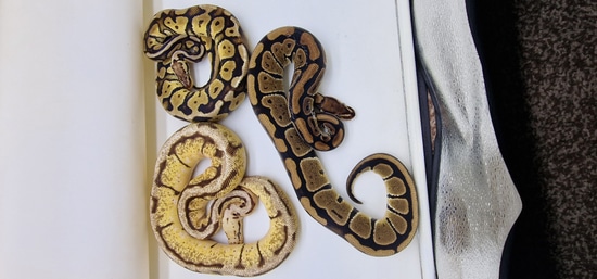 Double Het Albino Clown Group Ball Python by Regal Recessive