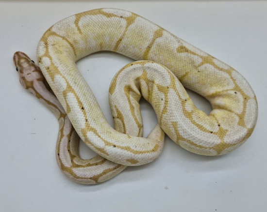 Coral Glow Lesser Bee Vpi Axanthic Ball Python by Regal Recessive