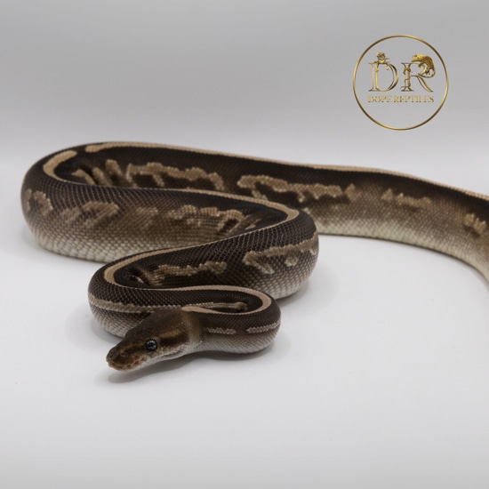 Black Pastel Mystic Vanilla Ball Python by Dope Reptiles