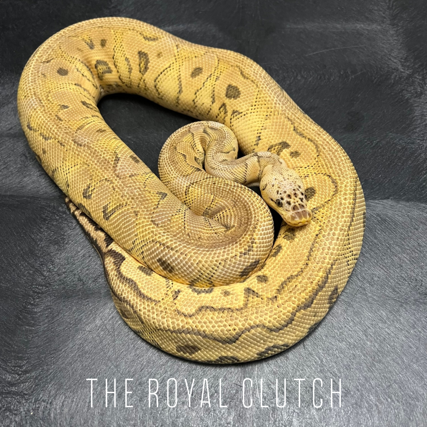Pastel Gravel Clown Ball Python by The Royal Clutch - MorphMarket