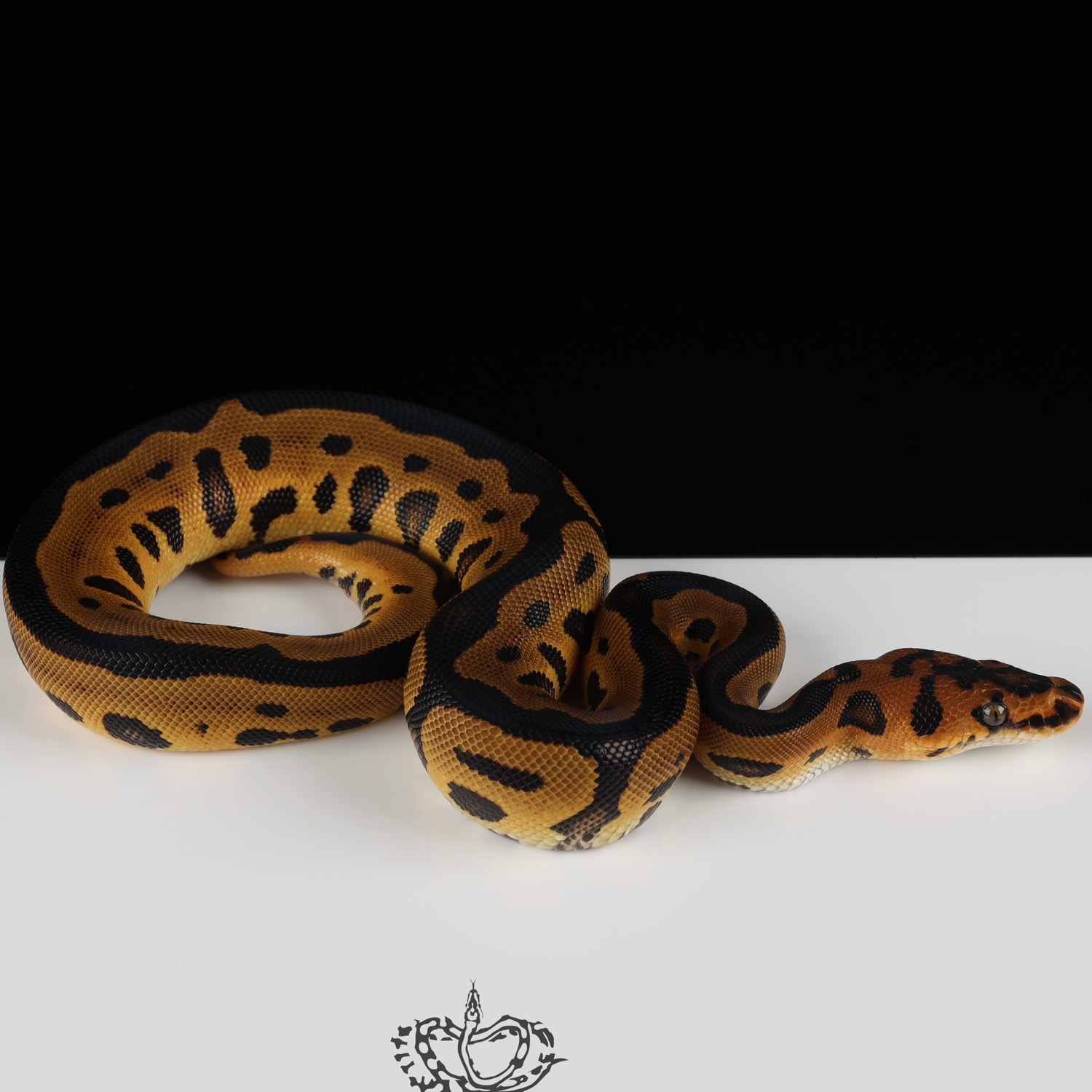 Leopard Gravel Clown Ball Python by The Royal Clutch - MorphMarket