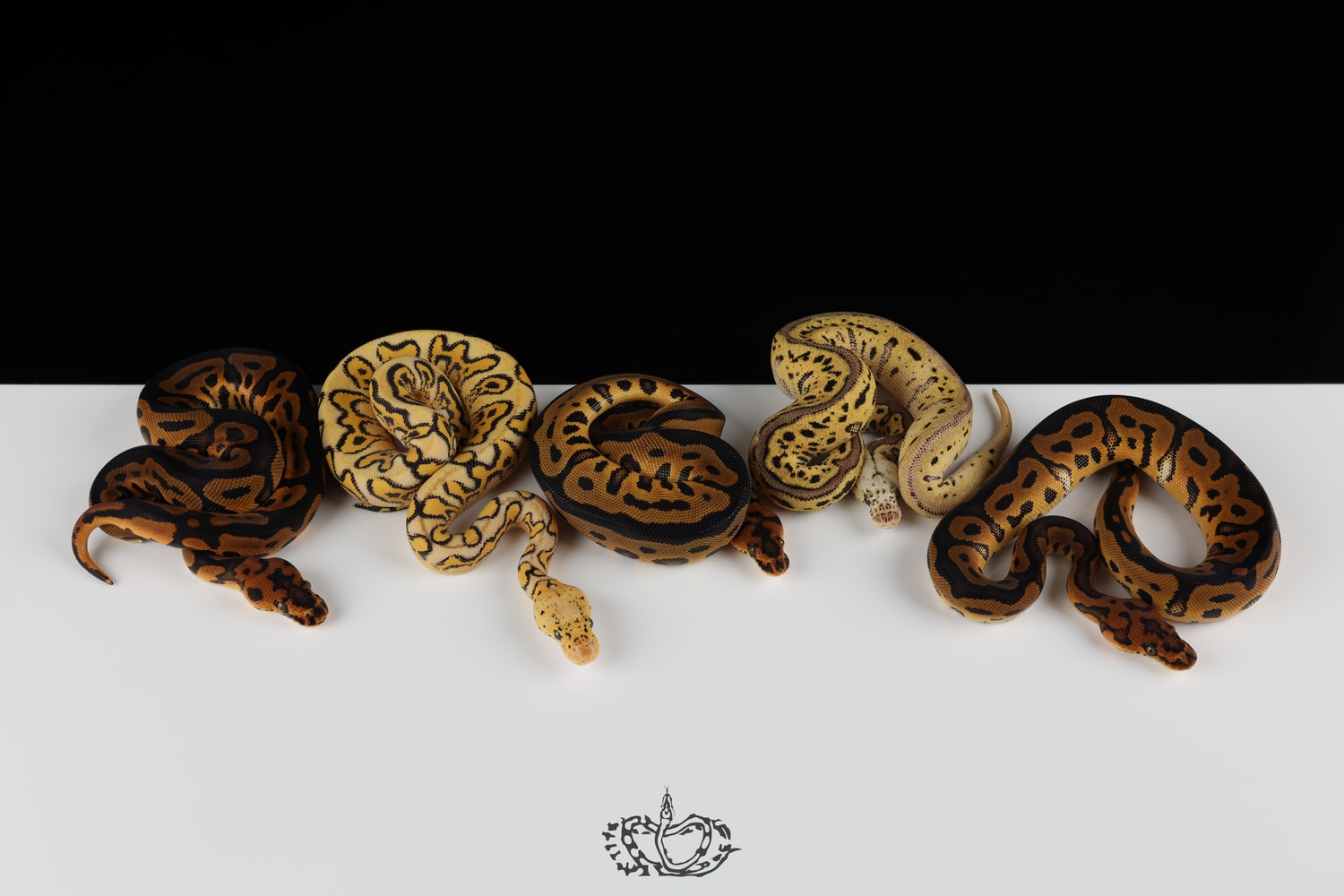 Ball Python Clutch: TRC-2201 by The Royal Clutch - MorphMarket