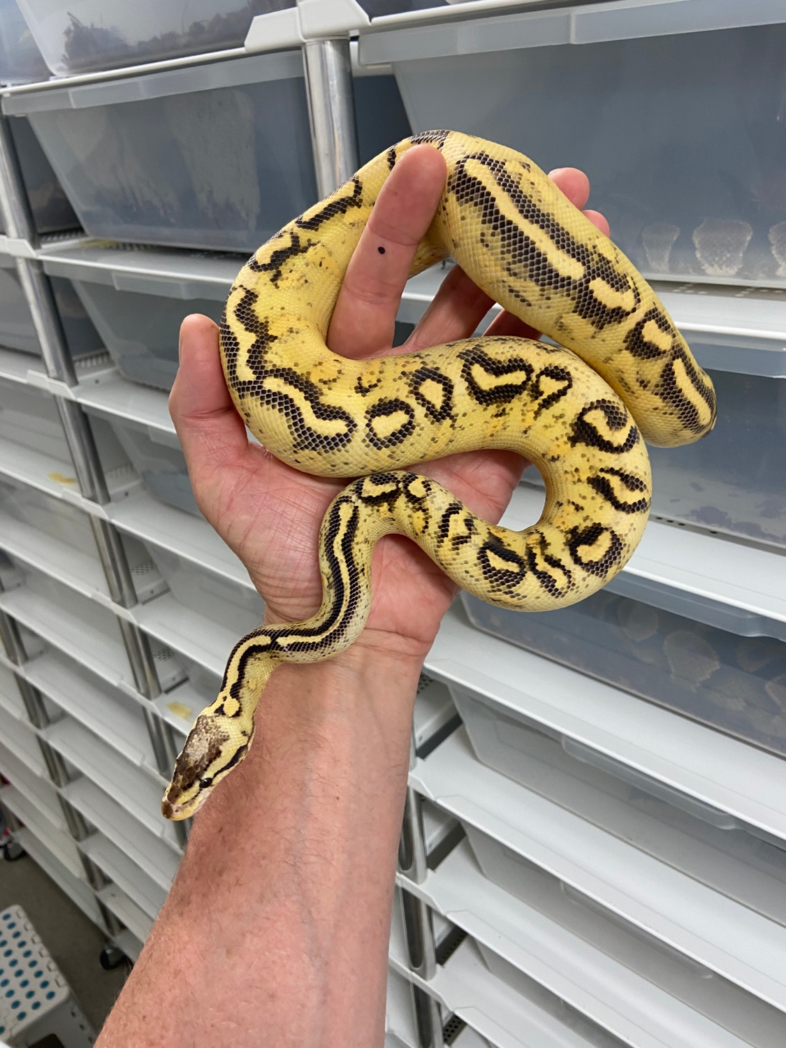 Pastel Super Gravel Ball Python by Dorset Pythons - MorphMarket