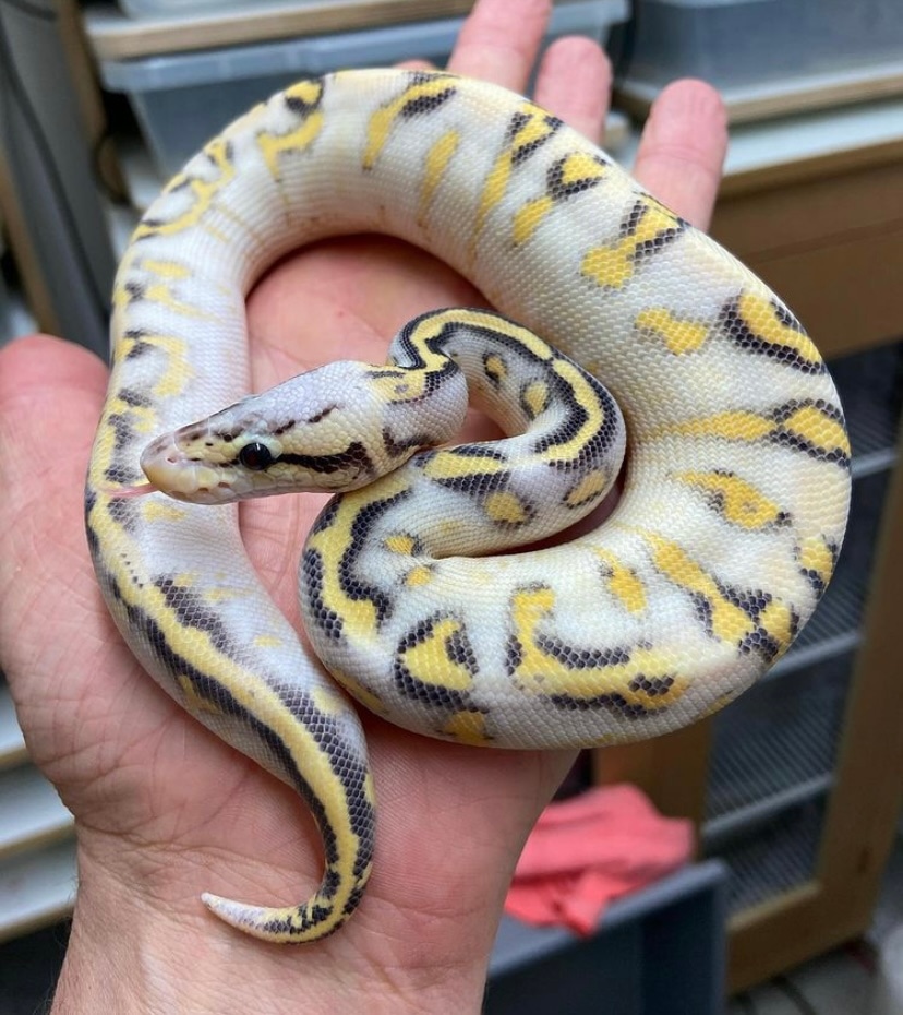 Super Pastel Super Gravel Ball Python by Dorset Pythons - MorphMarket