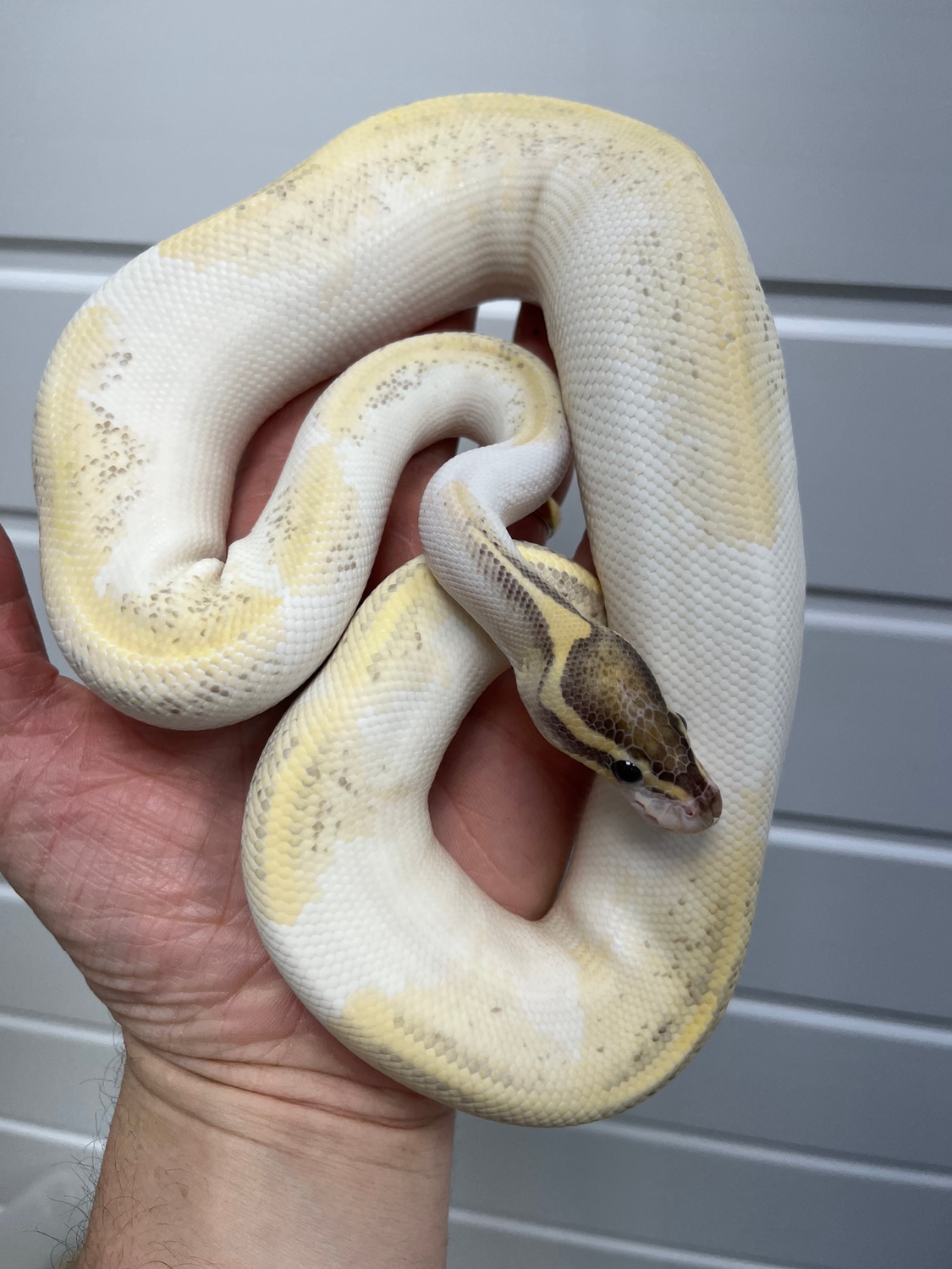 Adult Male Highway Pied Ball Python by Dorset Pythons - MorphMarket