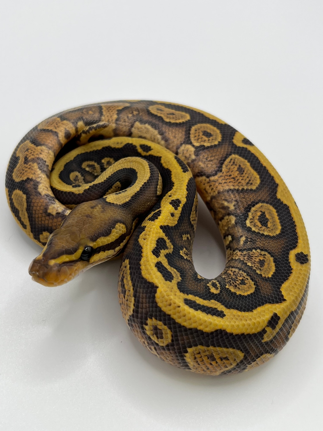Hypo Gravel Ball Python by Dorset Pythons - MorphMarket